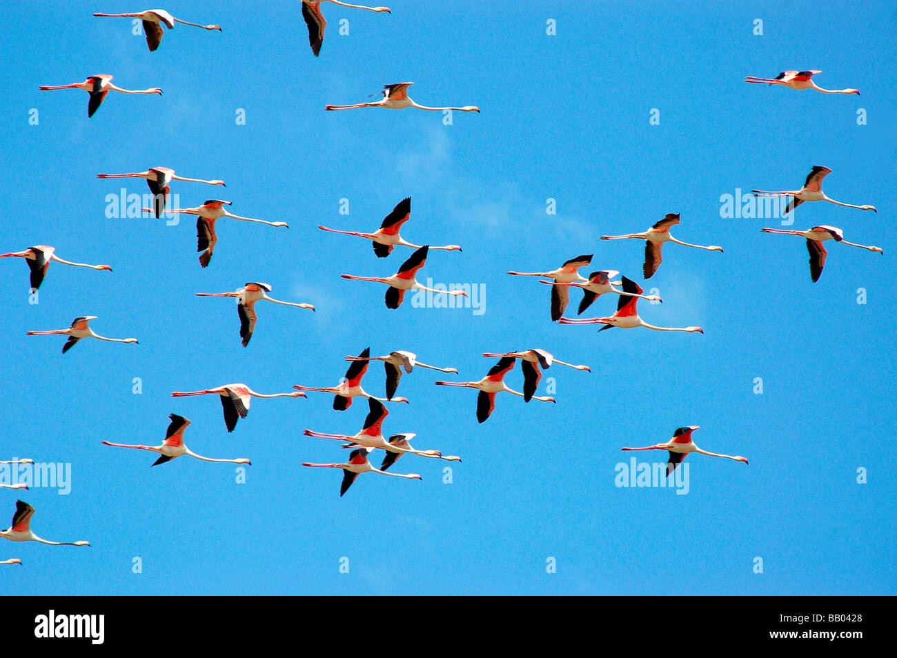 Flamingos in flight at koothankulam, Thirunelvelli District, Tamil Nadu ...