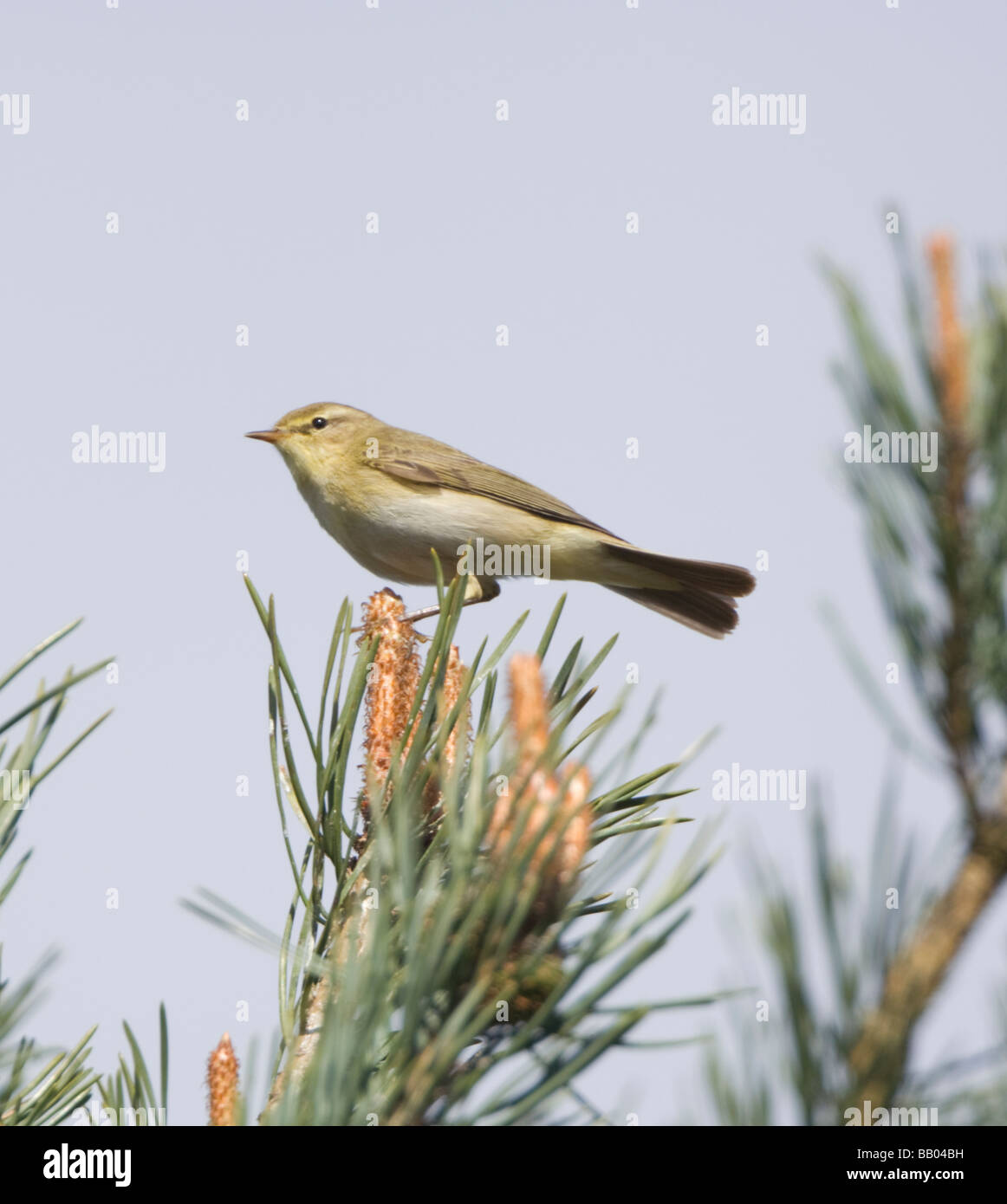 Phylloscopus Collybita Stock Photos & Phylloscopus Collybita Stock ...