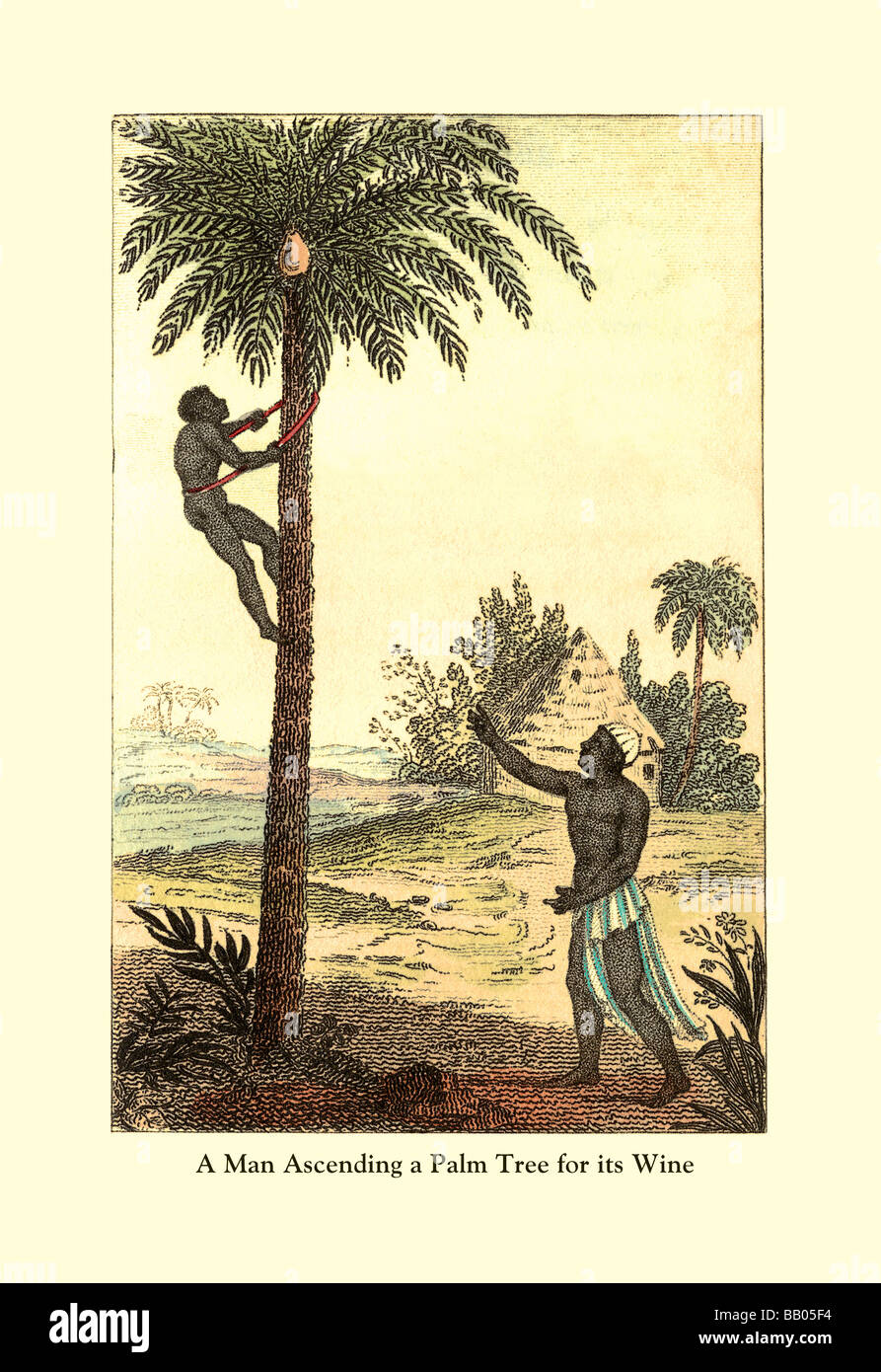 A Man Ascending a Palm Tree for Its Wine Stock Photo - Alamy
