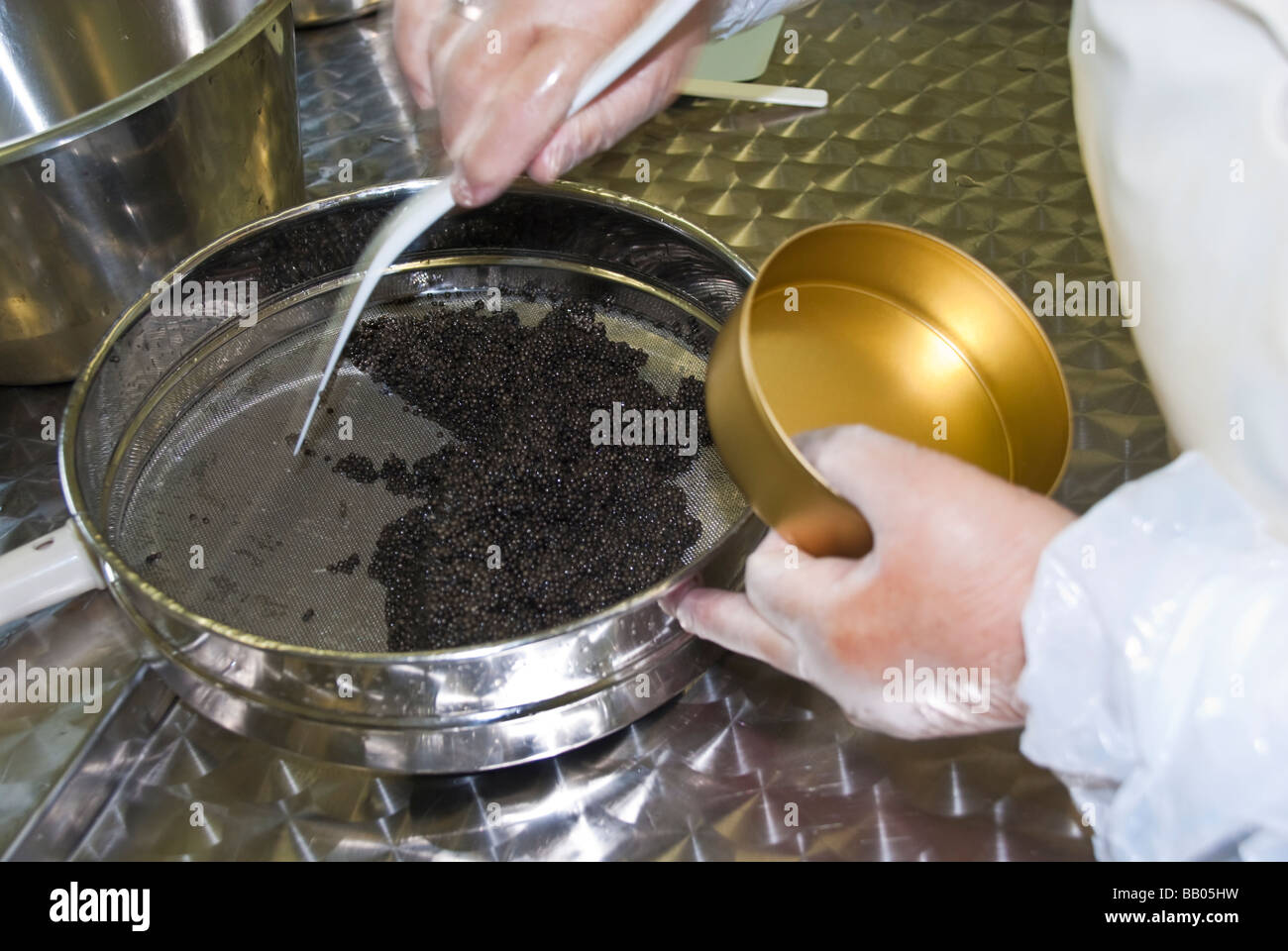 Caviar Production at sturgeon breeding farm Caviar Creator Demmin ...