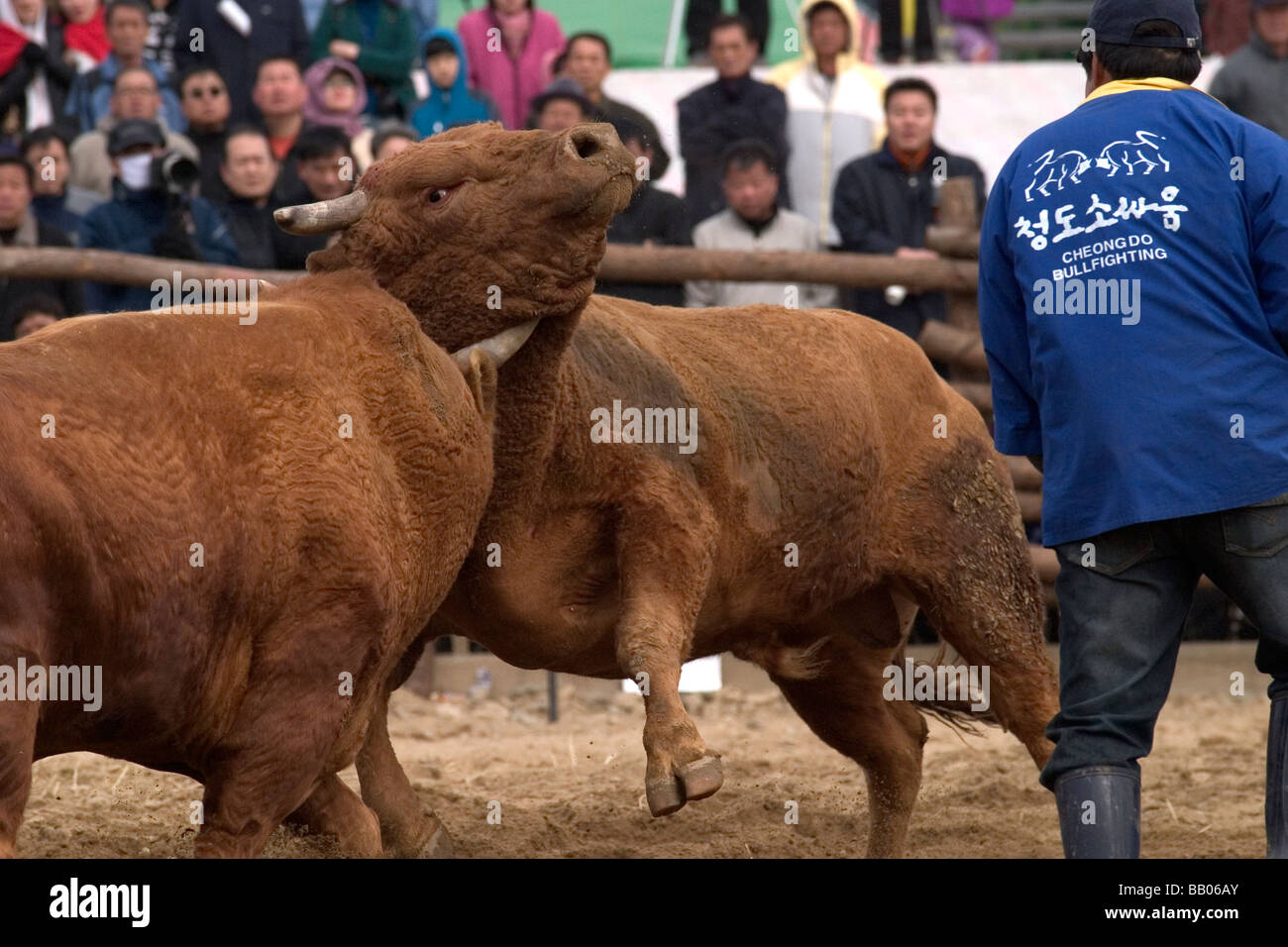 A bull jabs his opponent in the neck at the Bullfighting Festival in ...