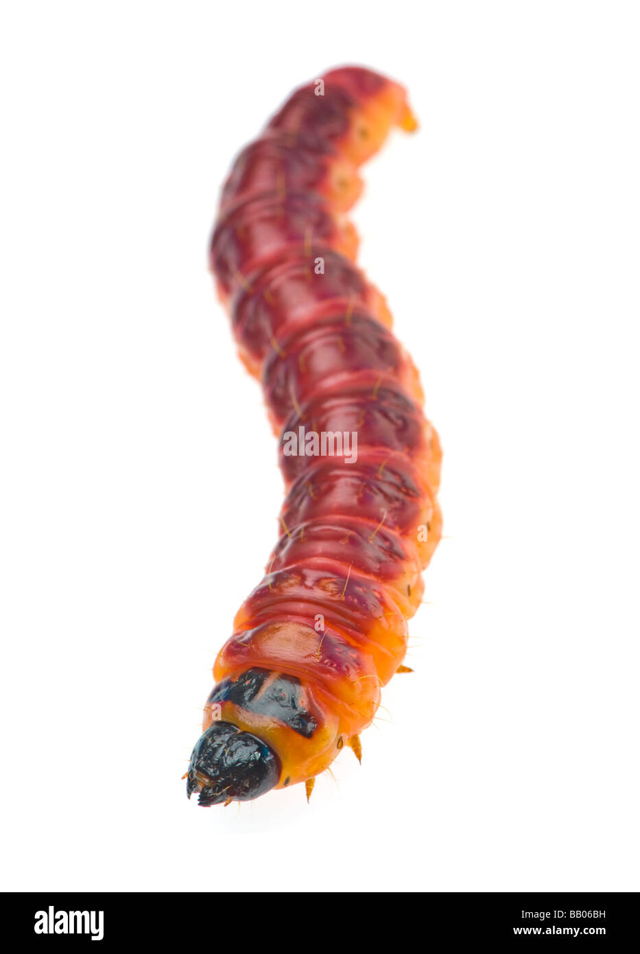 fat Cossus larvae goat moth worm willow tree varmint maggot closeup ...