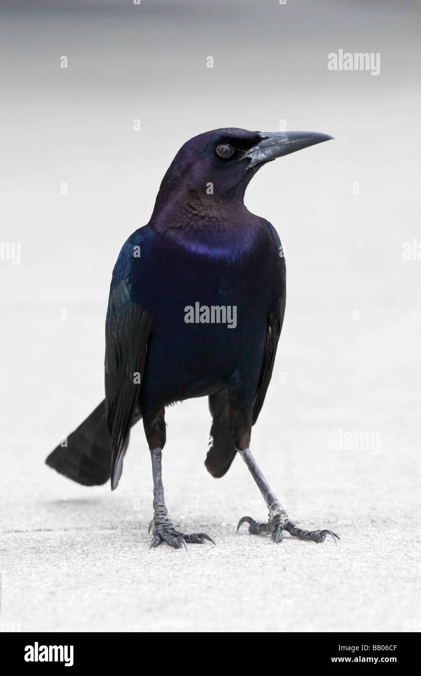 Adult grackle hi-res stock photography and images - Alamy