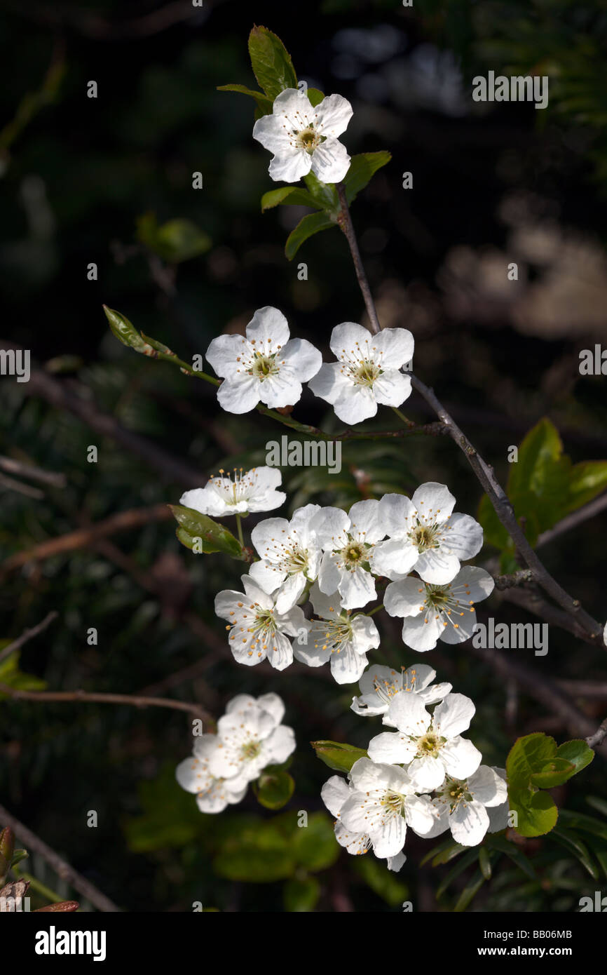 White cherry plum blossom Prunus cerasifera Stock Photo - Alamy
