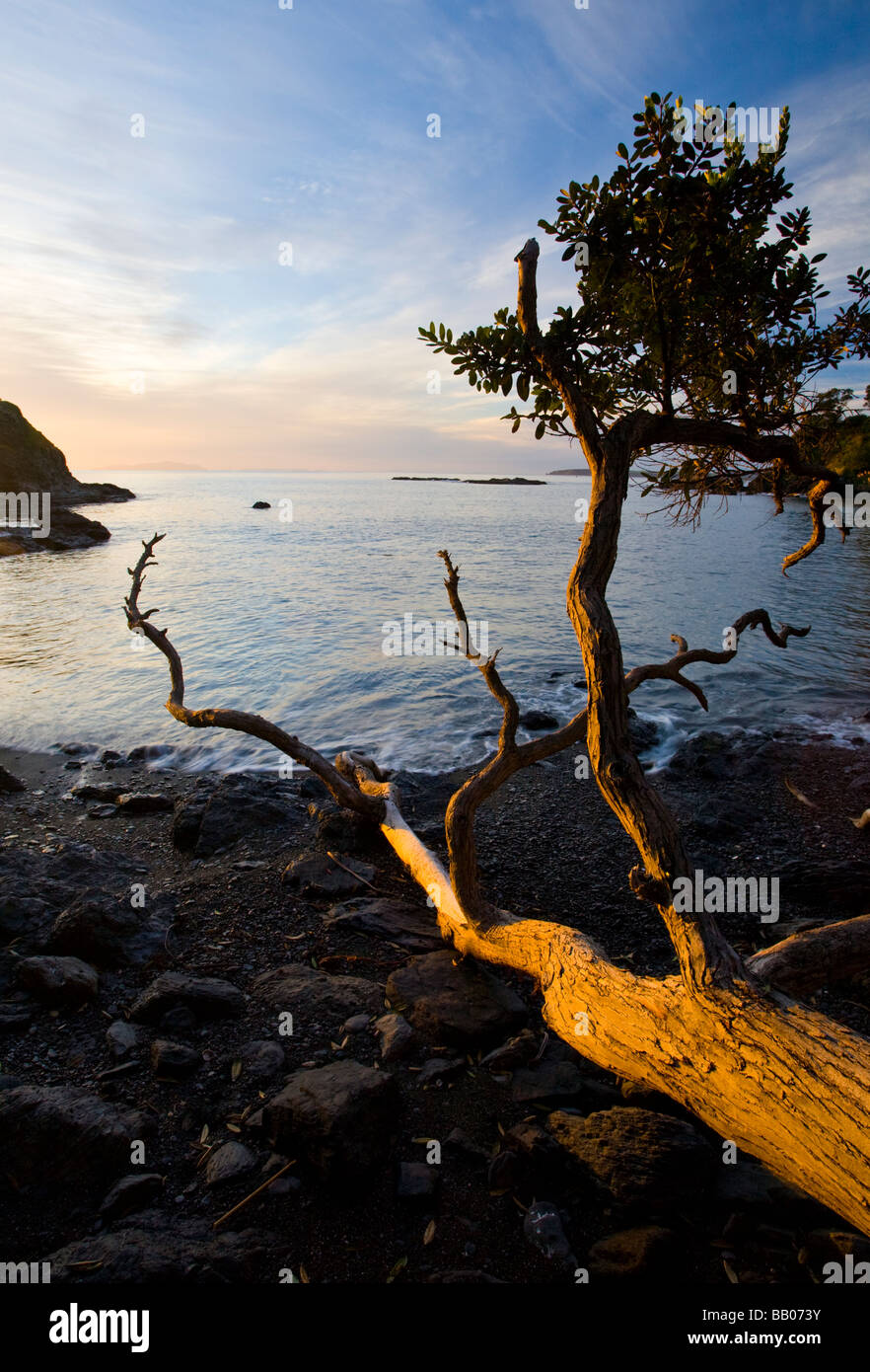 Dawn Light tree on Leigh Beach North Island New Zealand Stock Photo - Alamy