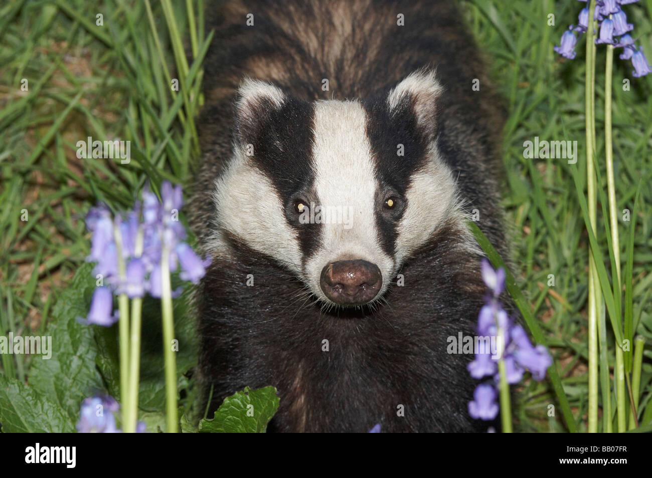 Badger den uk hi-res stock photography and images - Alamy