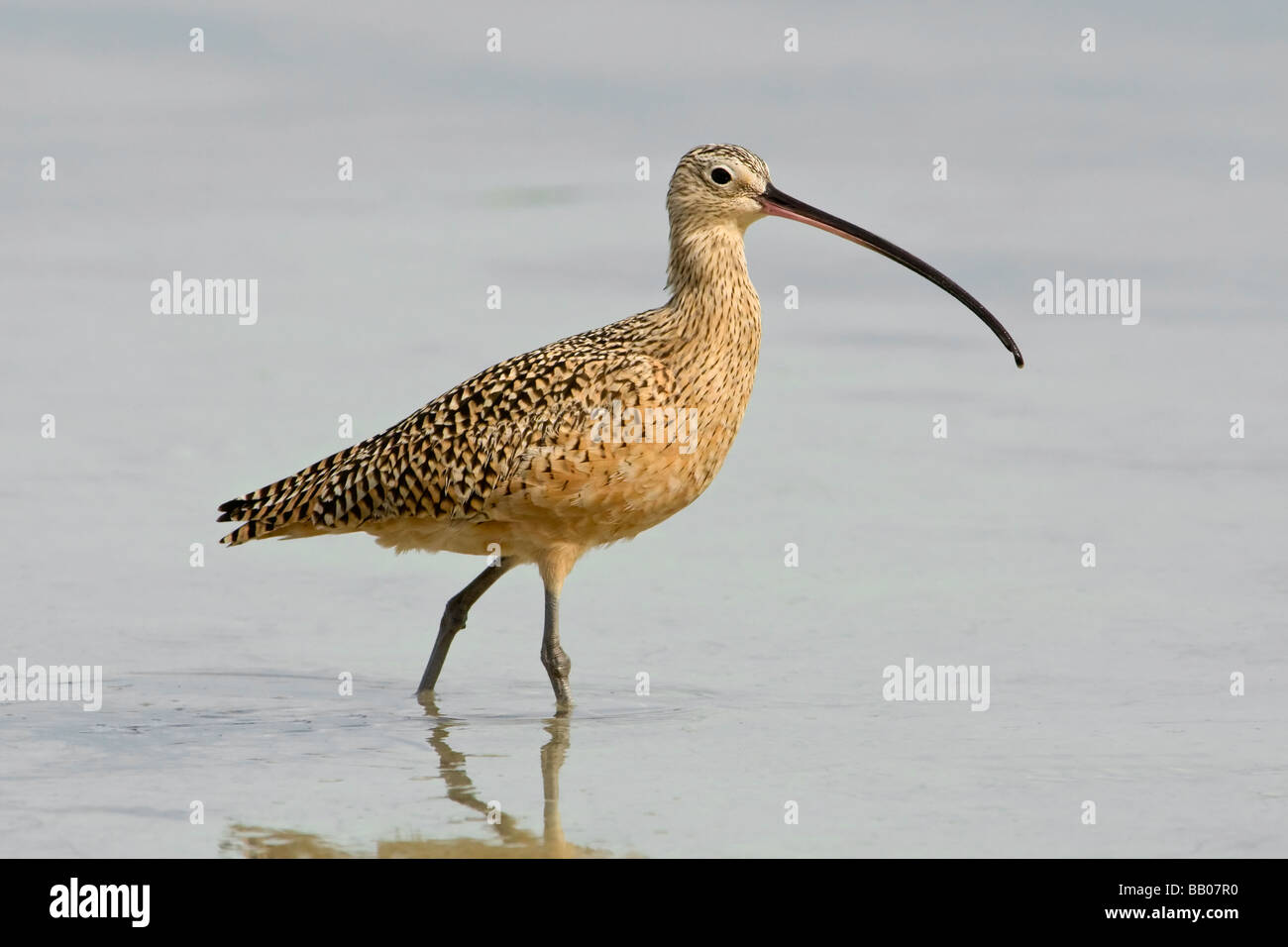 Curlew large wading bird with very long bill hi-res stock photography ...