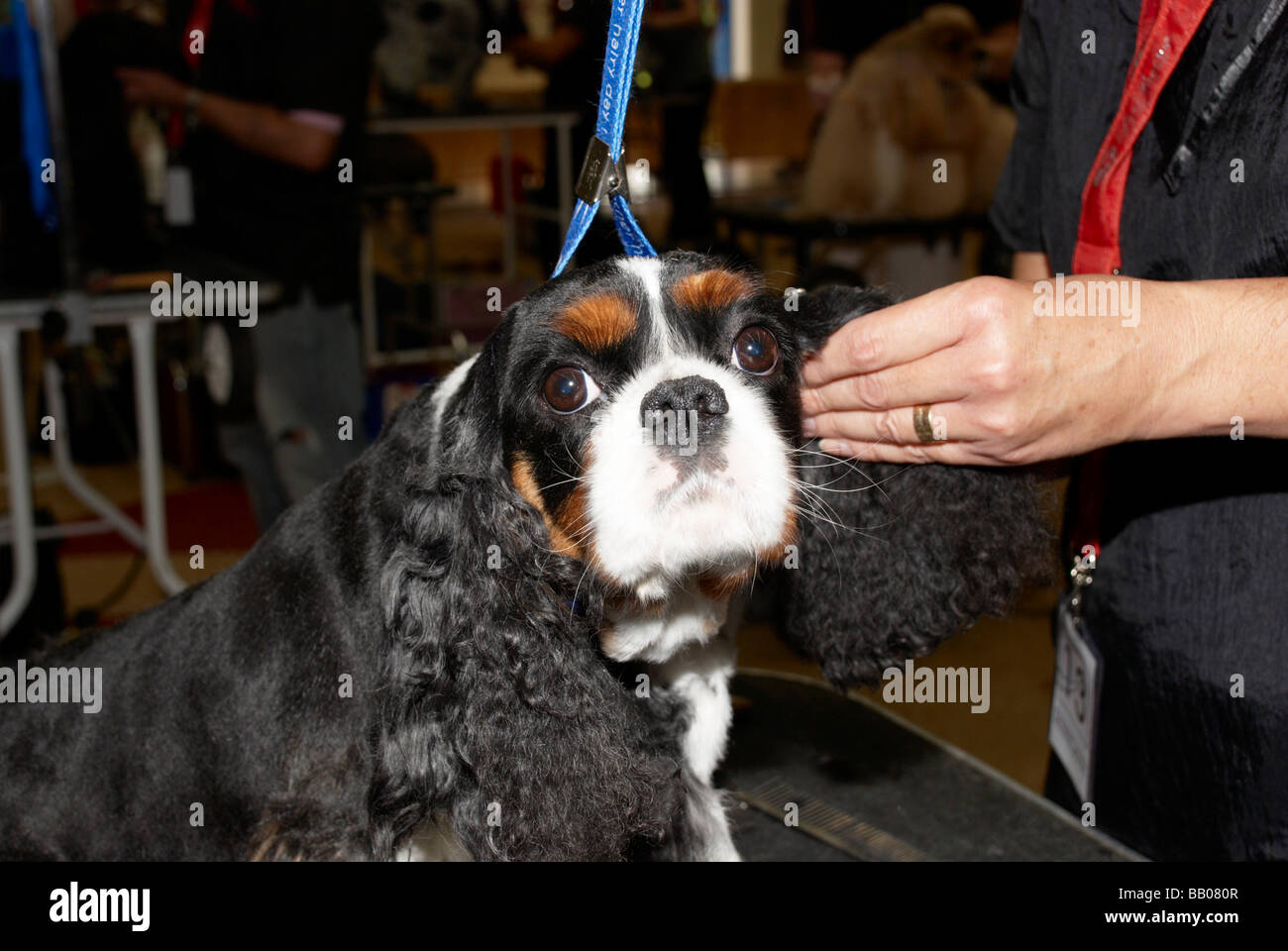 The Premier Groom dog grooming competition at MyPetStop in Tingley ...