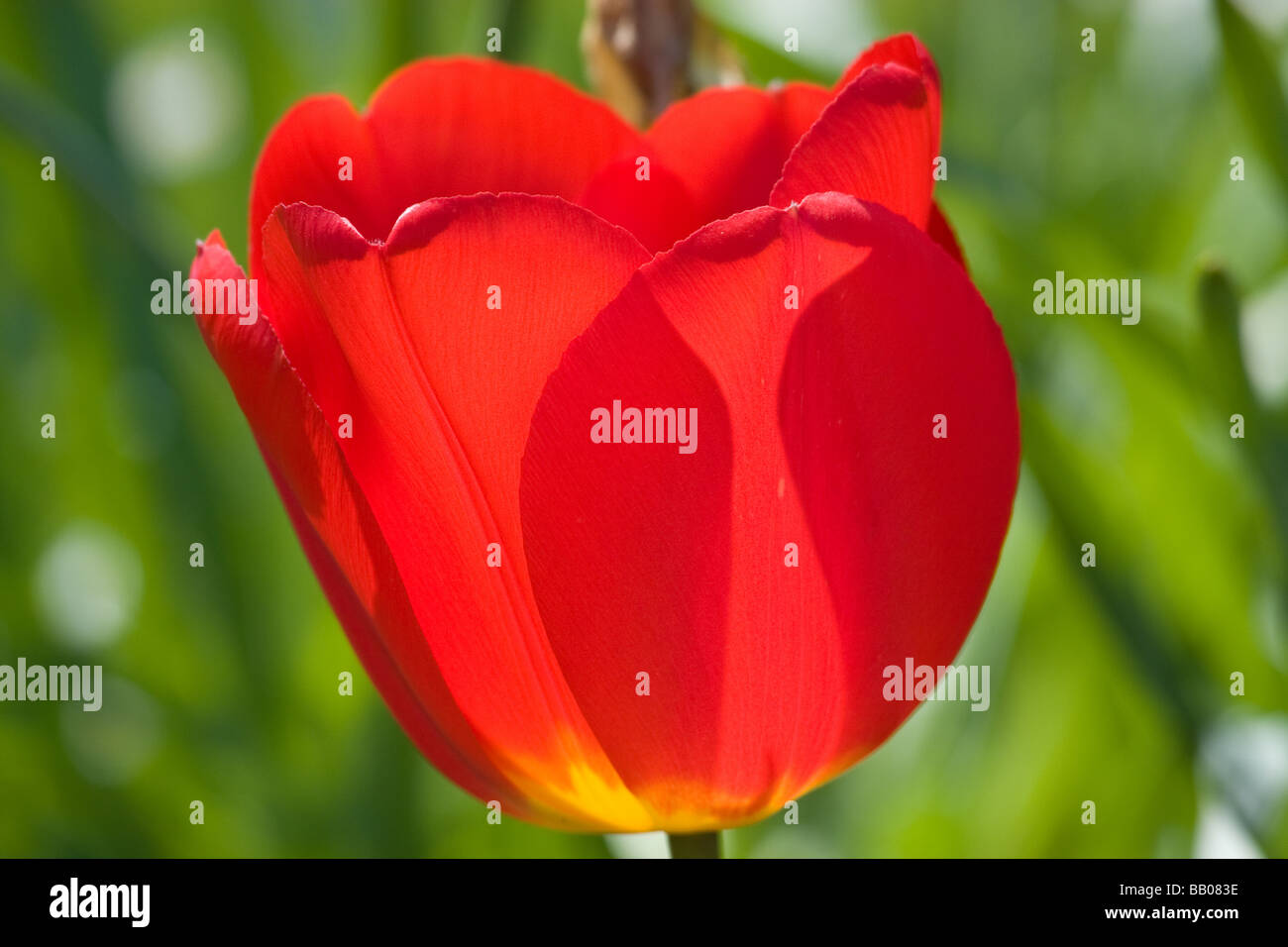 riverside red spring tulip intense shadow river medway allington kent ...