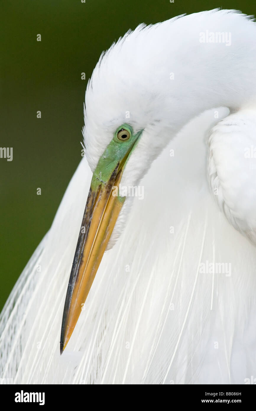Great white egret face hi-res stock photography and images - Alamy