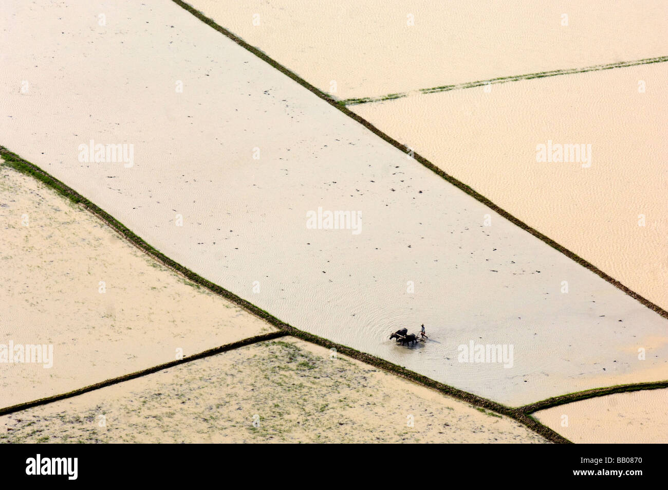 Rice fields on the Ayeyarwady Delta in Southern Myanmar Stock Photo - Alamy