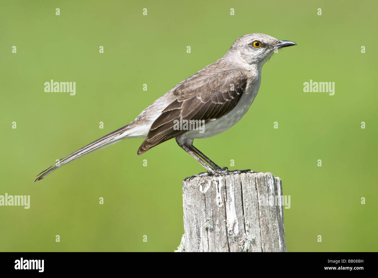Mockingbird hi-res stock photography and images - Alamy