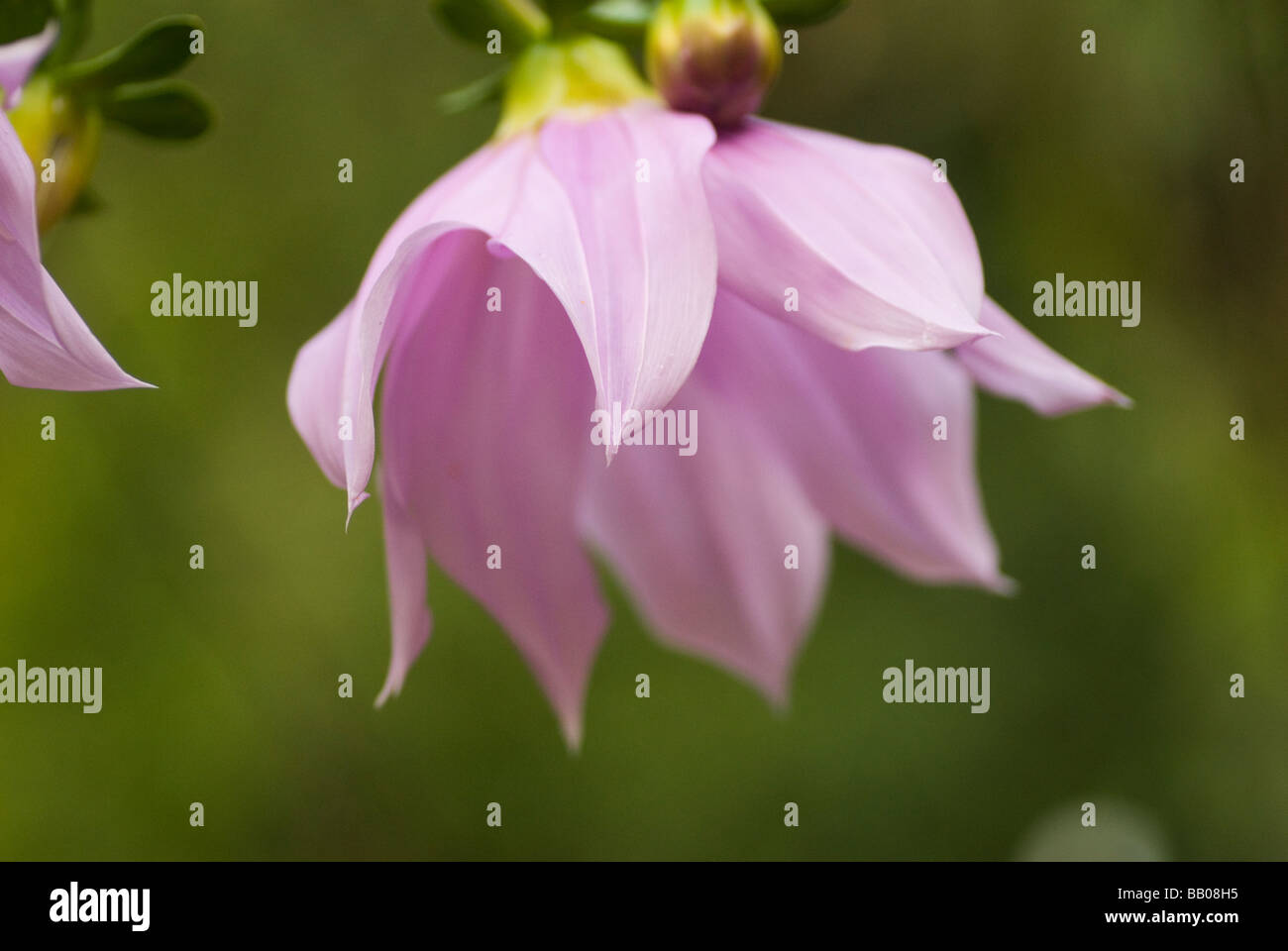 pink tree dahlia Dahlia imperialis Stock Photo - Alamy