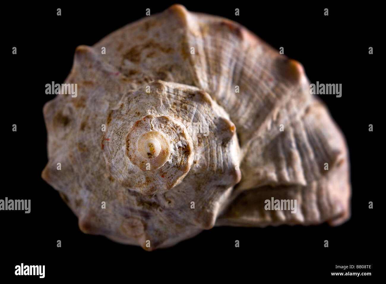 Conch shell black and white hi-res stock photography and images - Alamy