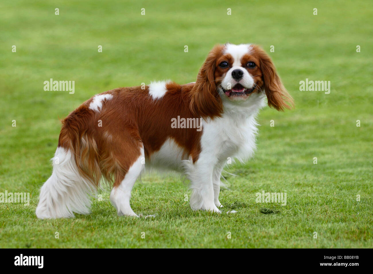 Cavalier King Charles Spaniel Blenheim side Stock Photo - Alamy