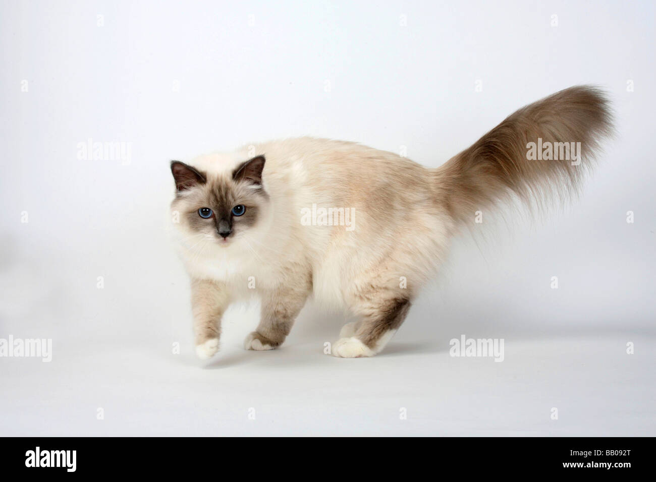 Sacred Cat of Birma blue point Birman Stock Photo - Alamy