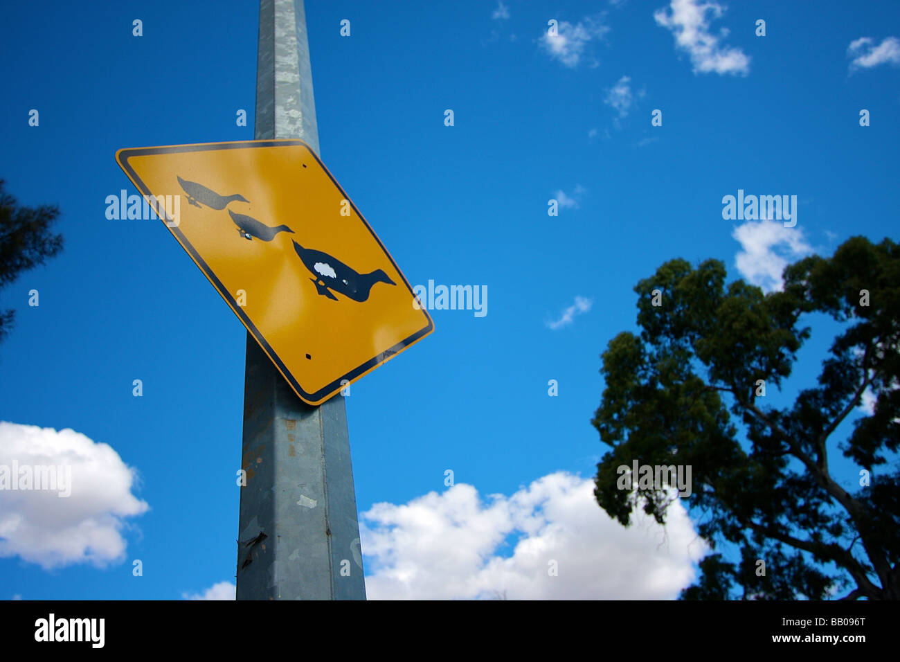 traffic sign, ducks crossing! Stock Photo - Alamy