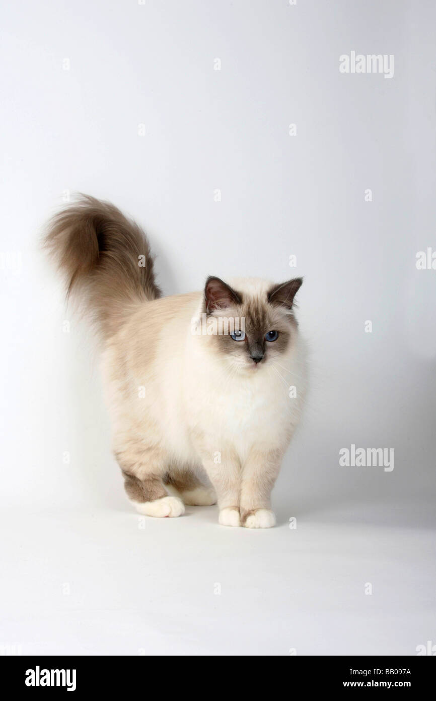 Sacred Cat of Birma blue point Birman Stock Photo - Alamy