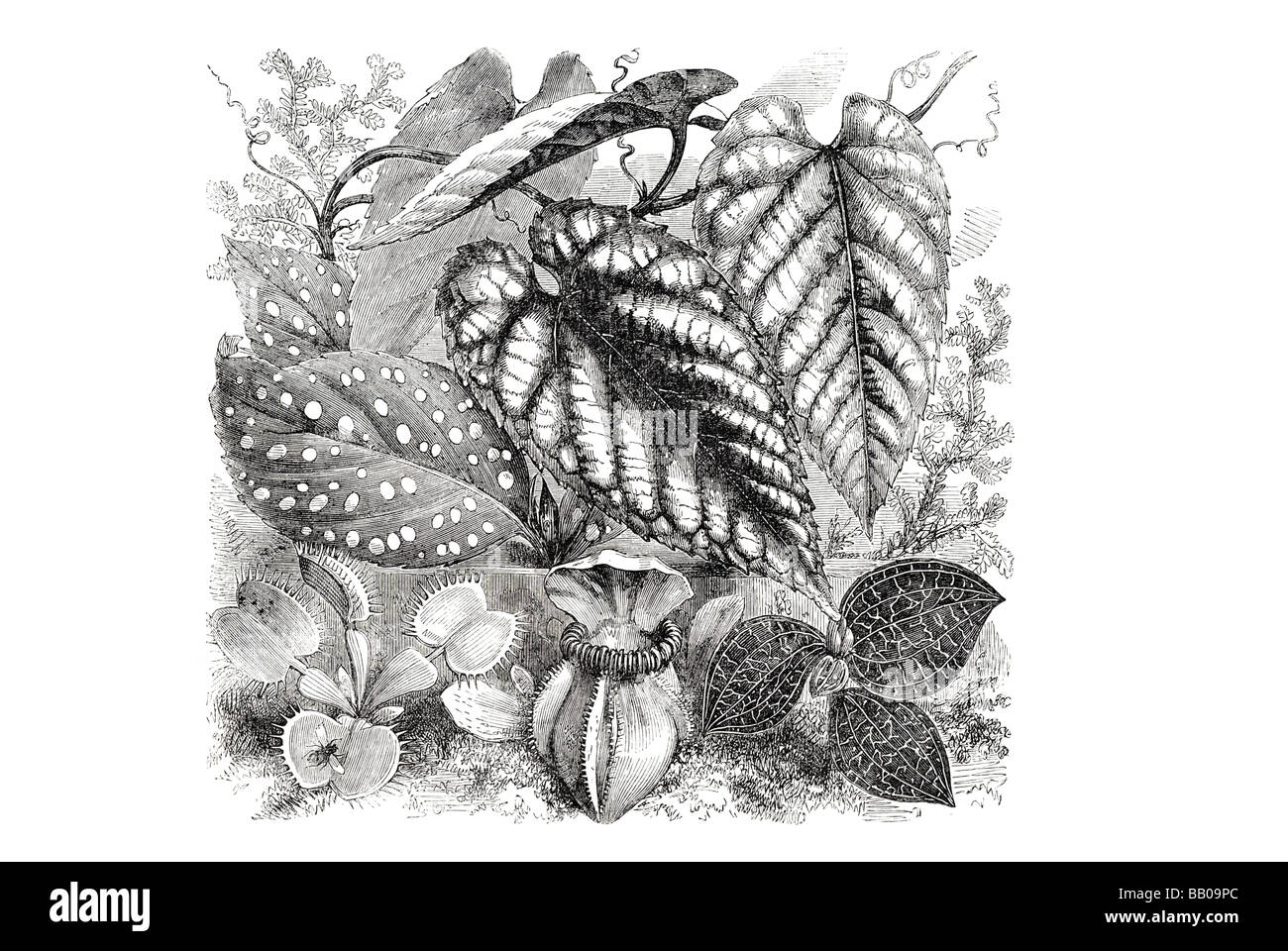 Cut paper flowers Cut Out Stock Images & Pictures - Alamy