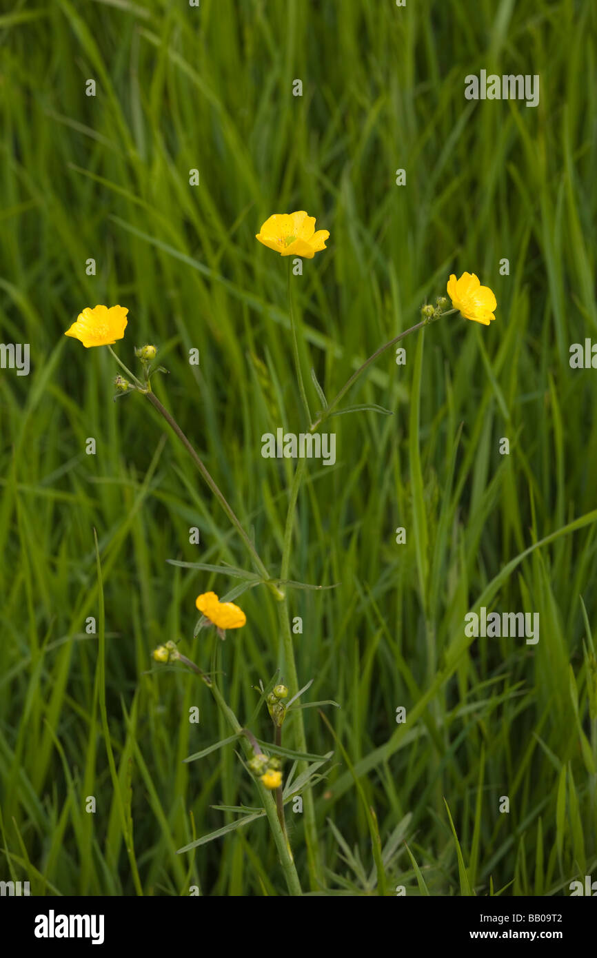 Tall field buttercup hi-res stock photography and images - Alamy
