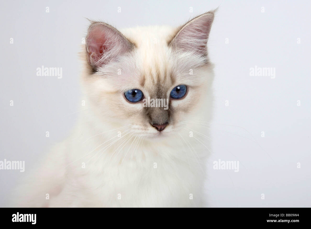 Sacred Cat of Birma blue tabby point 5 month Birman Stock Photo - Alamy