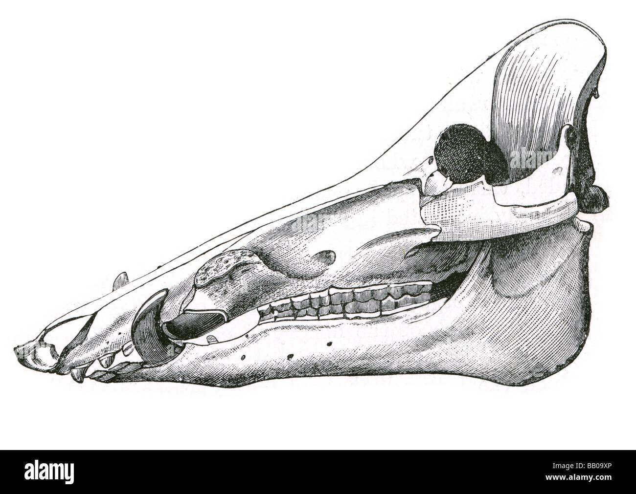 Pig skeleton hi-res stock photography and images - Alamy