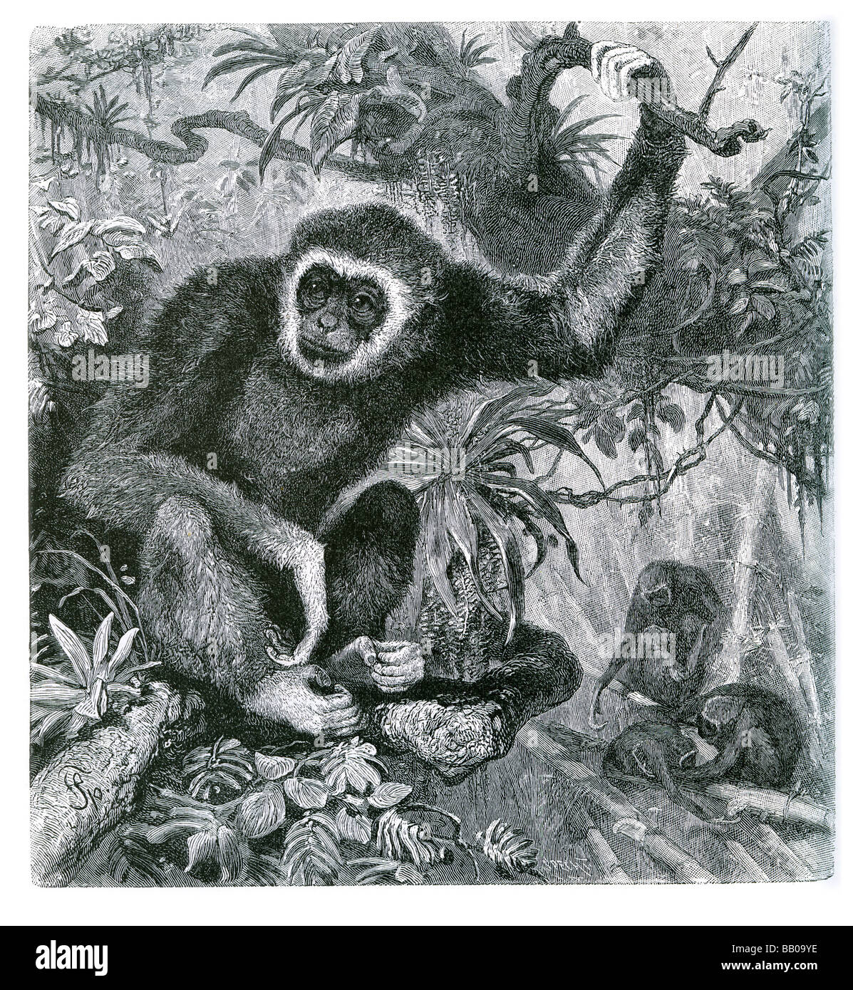the white handed gibeon Lar Gibbon Hylobates lar White-handed Gibbon ...