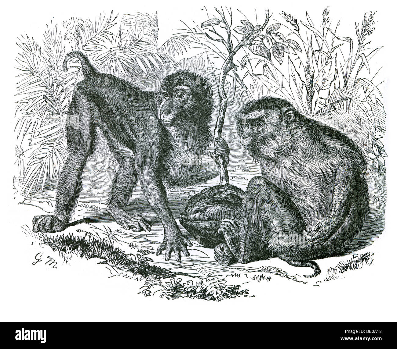 the pig tailed monkey Stock Photo - Alamy