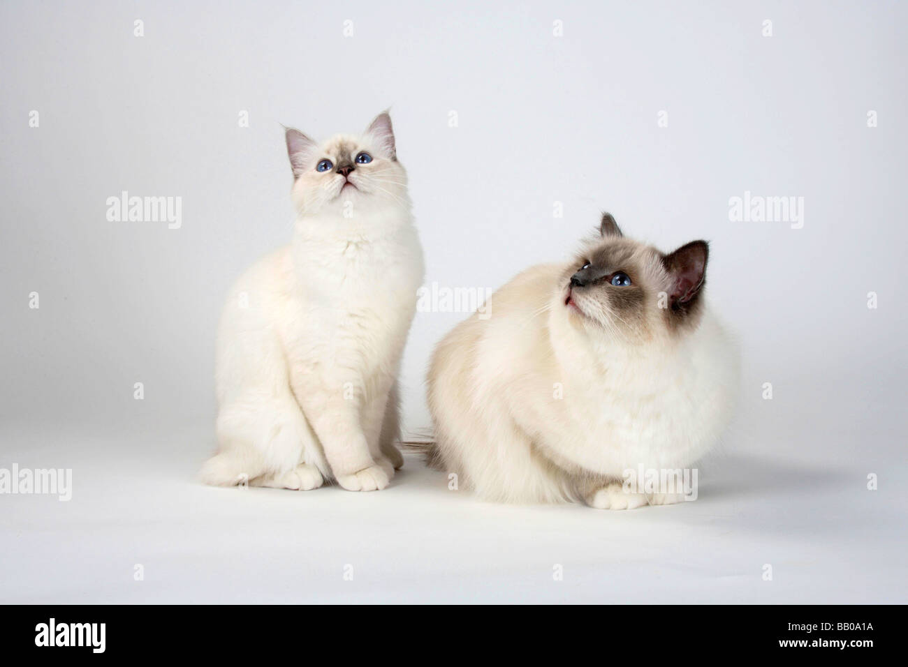 Sacred Cats of Birma blue point and blue tabby point 5 month Birman ...