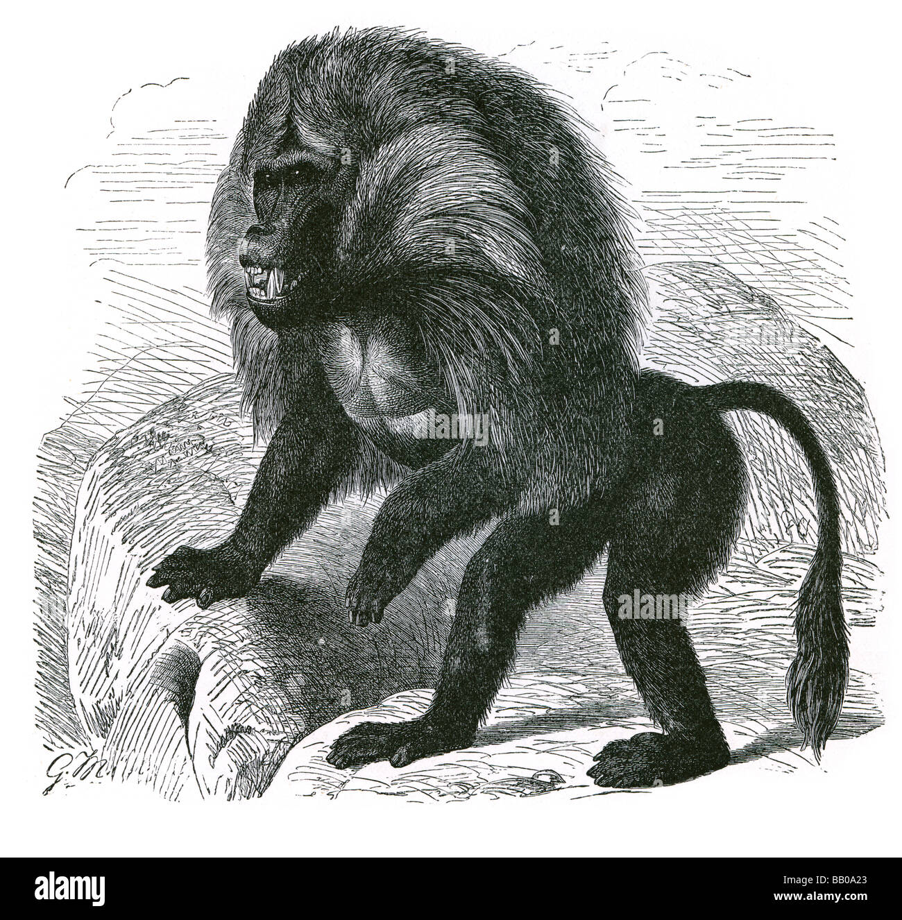 gelada baboon Theropithecus gelada Ethiopian Highlands beast ape ...