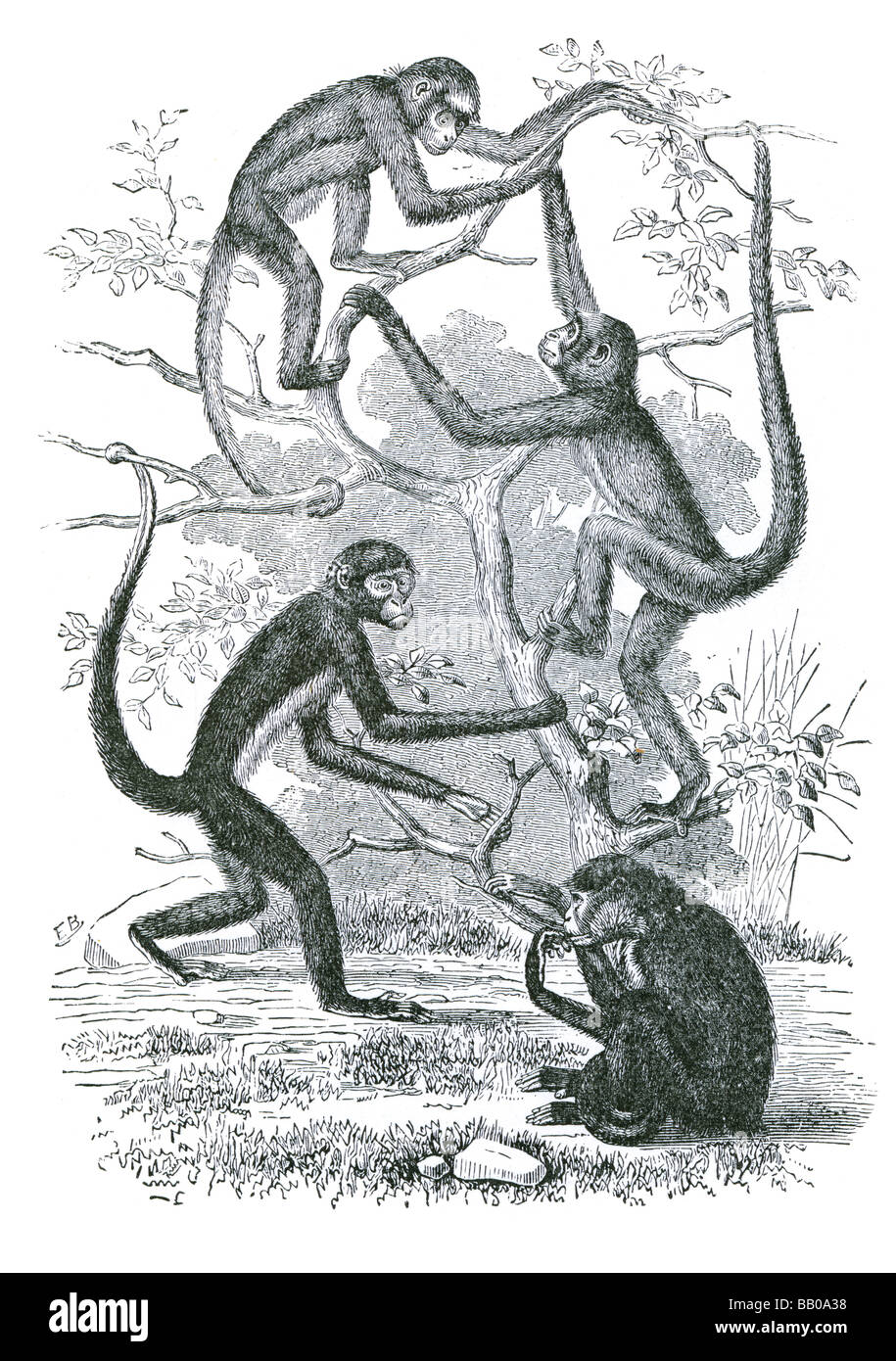 typical spider monkey Atelidae Atelinae Endangered arboreal habitat ...