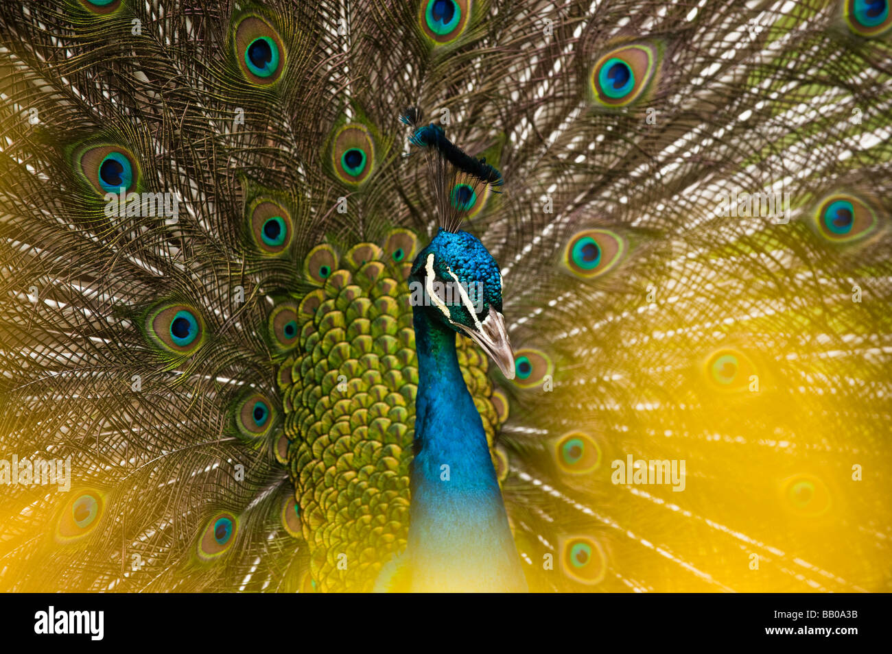 The portrait of a Peacock Stock Photo - Alamy