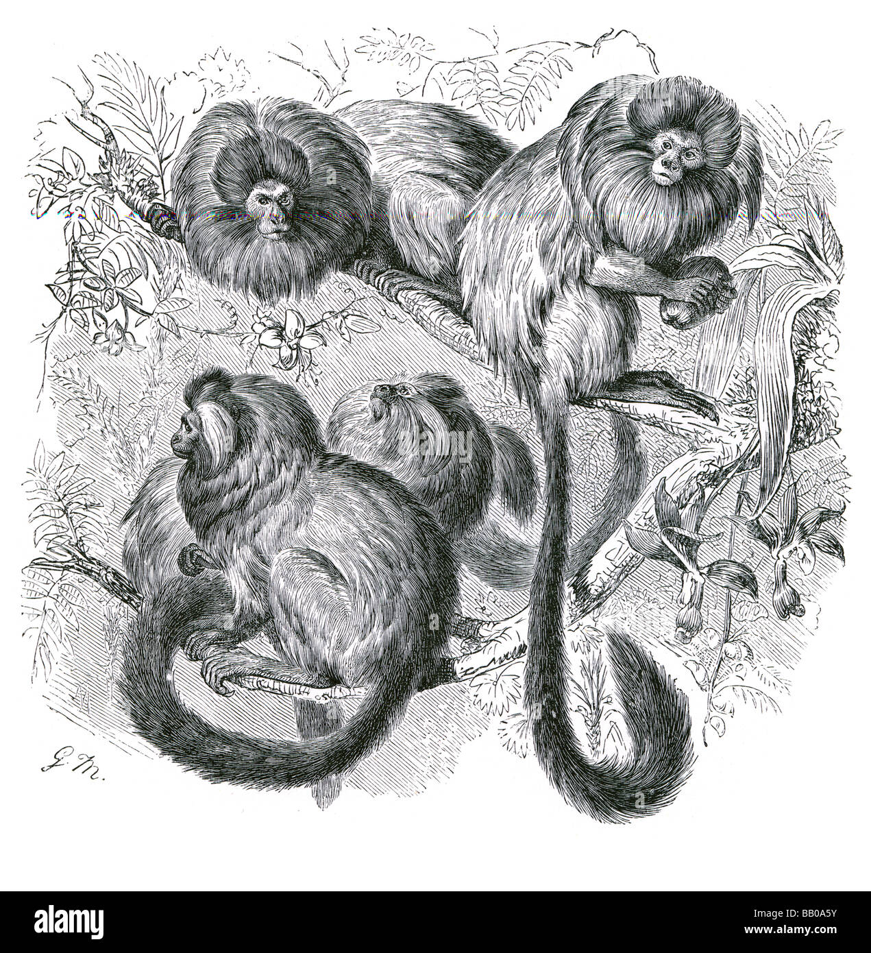 silky marmosets Cebidae Callitrichinae Callithrix Chordata Stock Photo ...