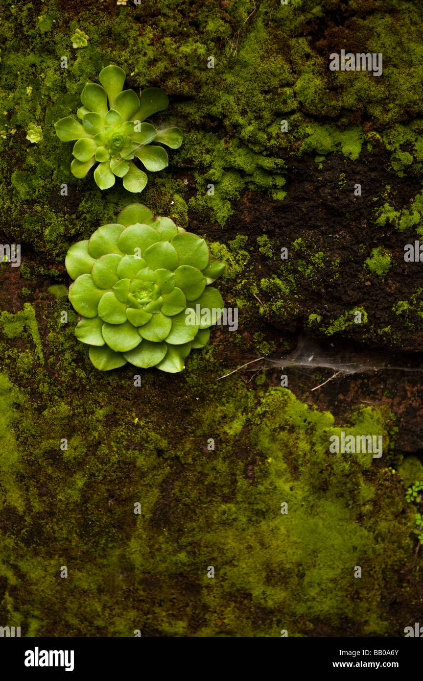 Wild succulents hi-res stock photography and images - Alamy