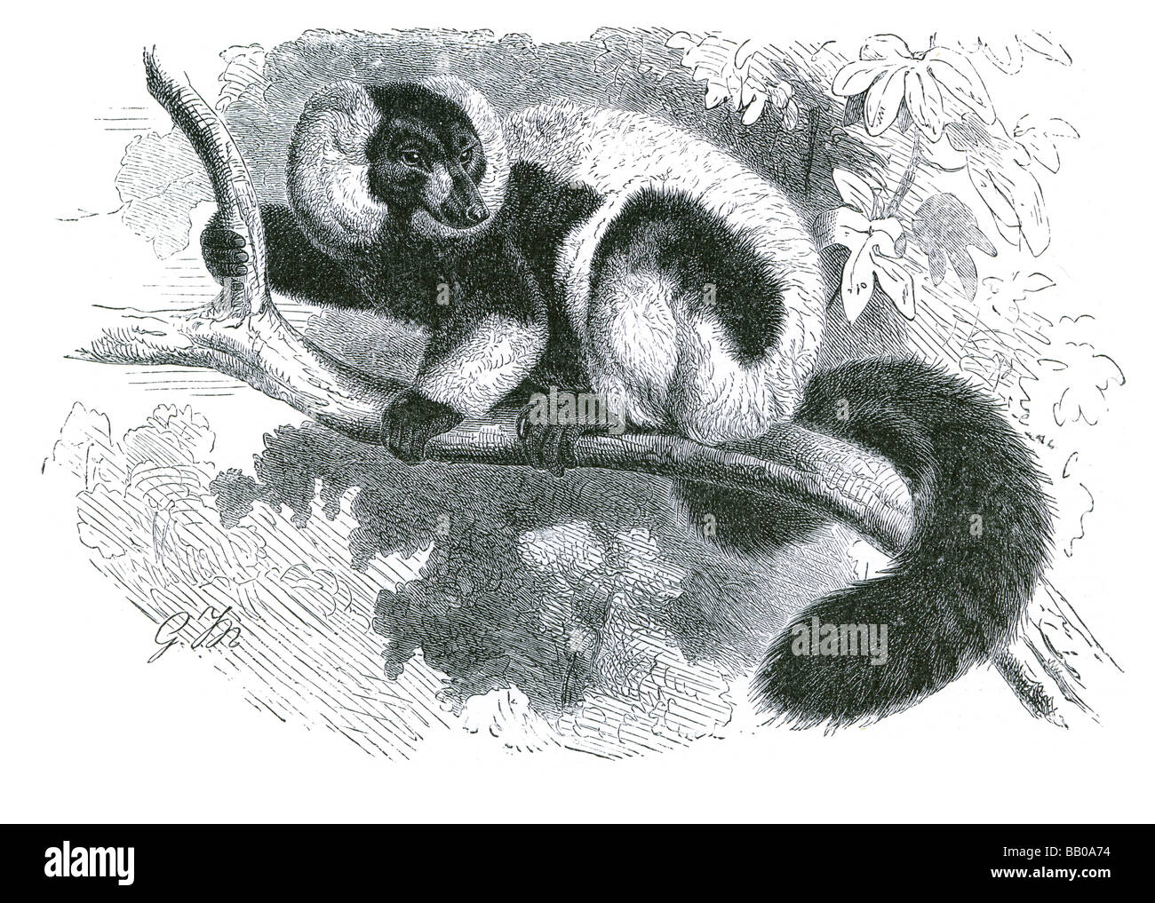 the ruffed lemur Lemuridae Lemuriformes Lemuroidea strepsirrhines ...