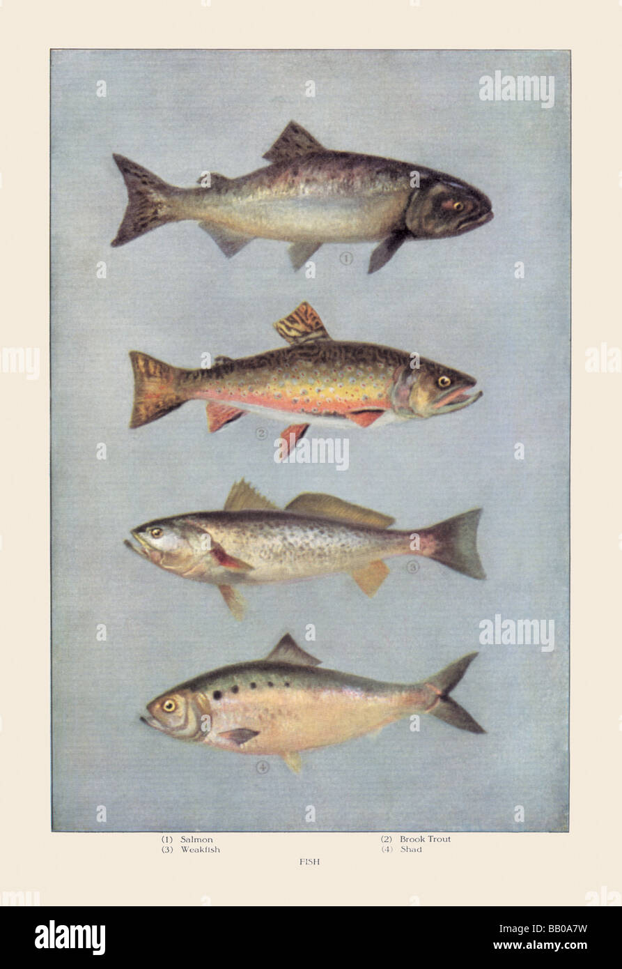 Fish not faeces hi-res stock photography and images - Alamy