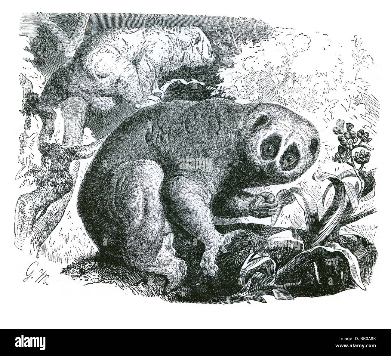 Pottos and angwantibos lorids live in tropical hi-res stock photography ...