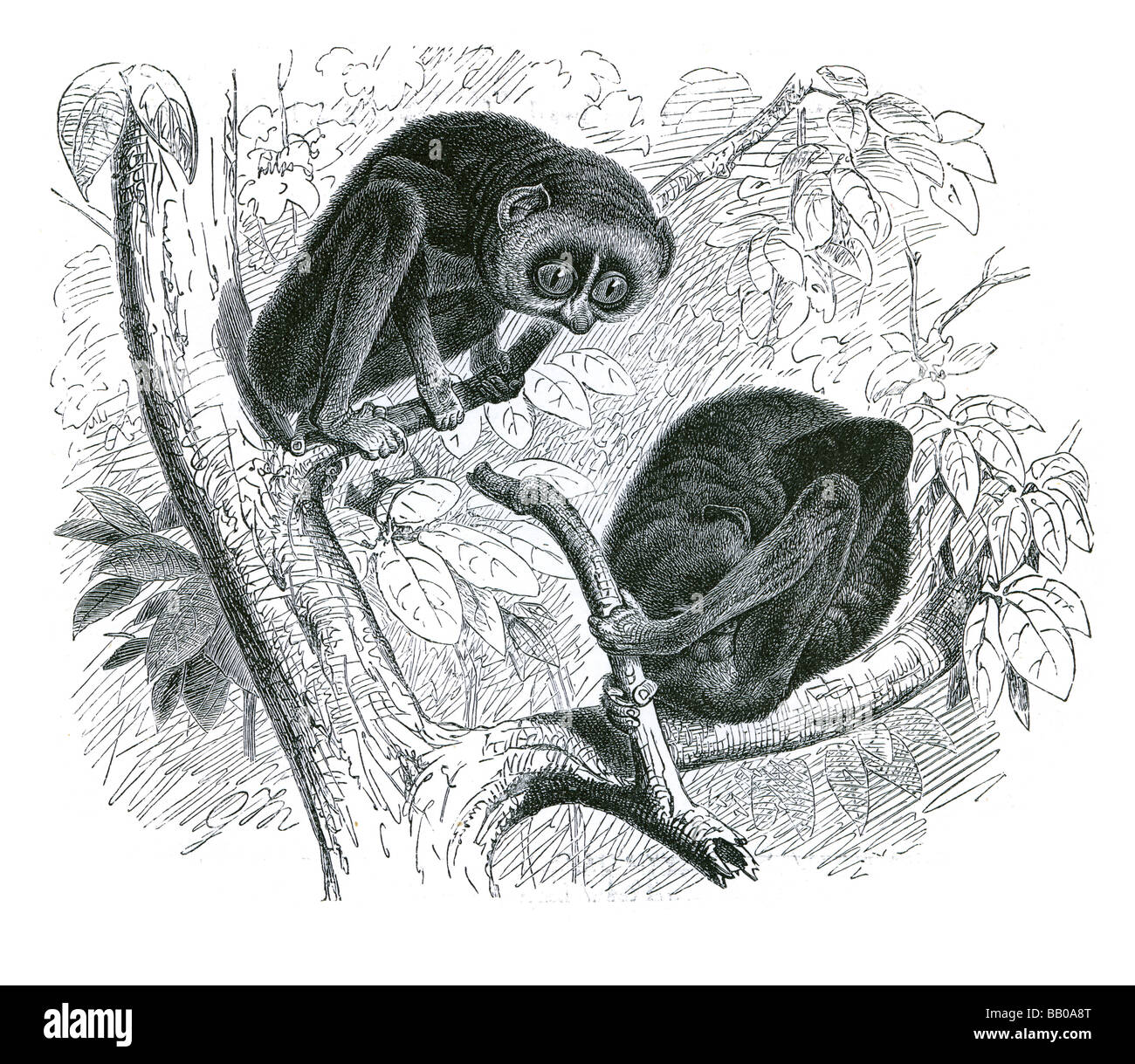 the slender loris in waking and sleeping posture Lorisidae Loridae ...