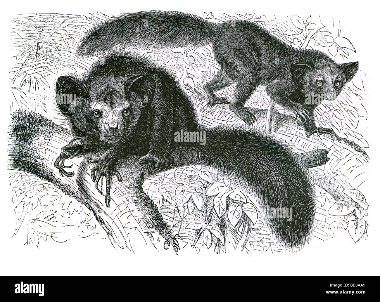 Aye aye daubentonia madagascariensis hi-res stock photography and ...