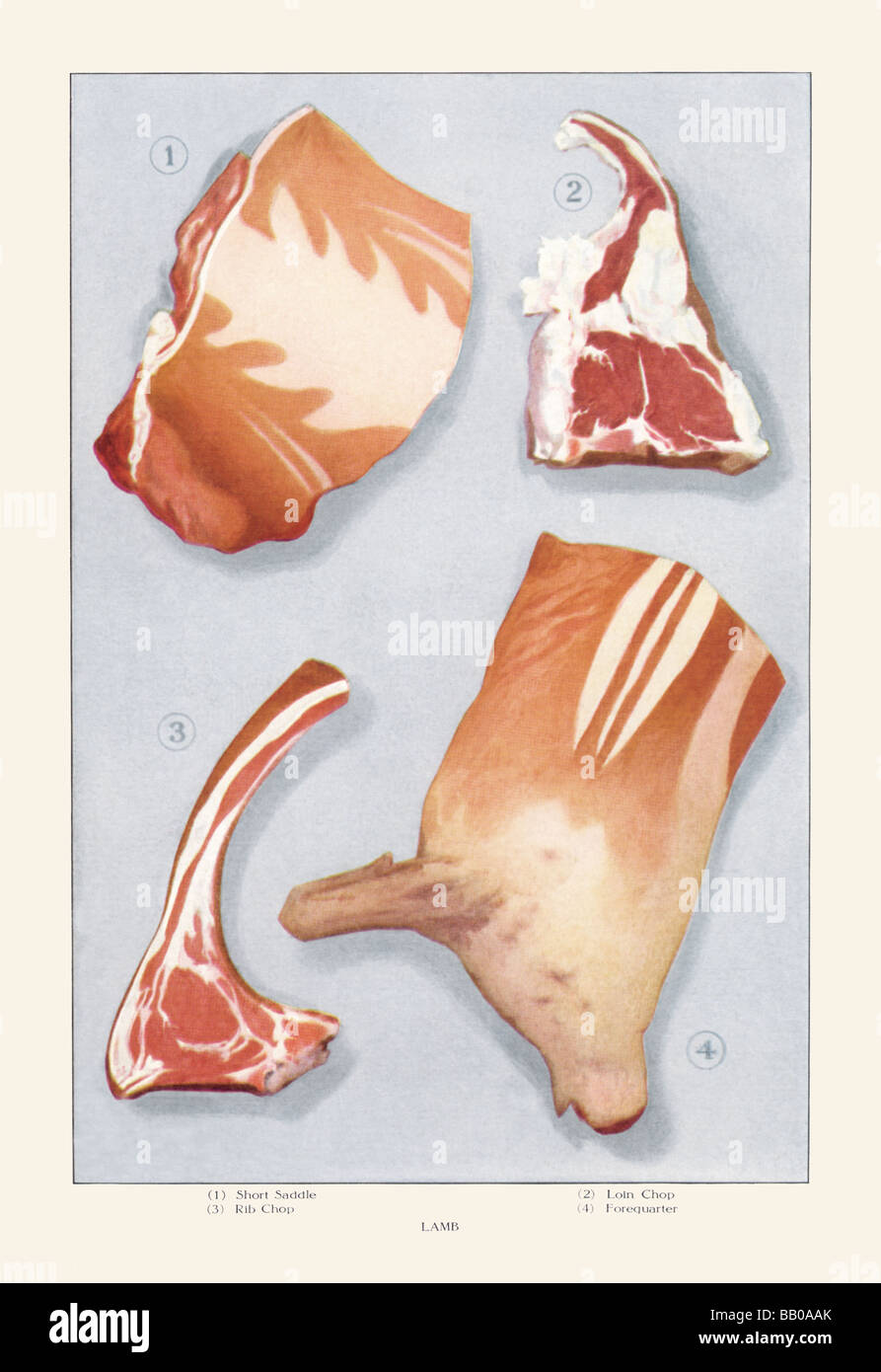 Cuts of Lamb Stock Photo - Alamy