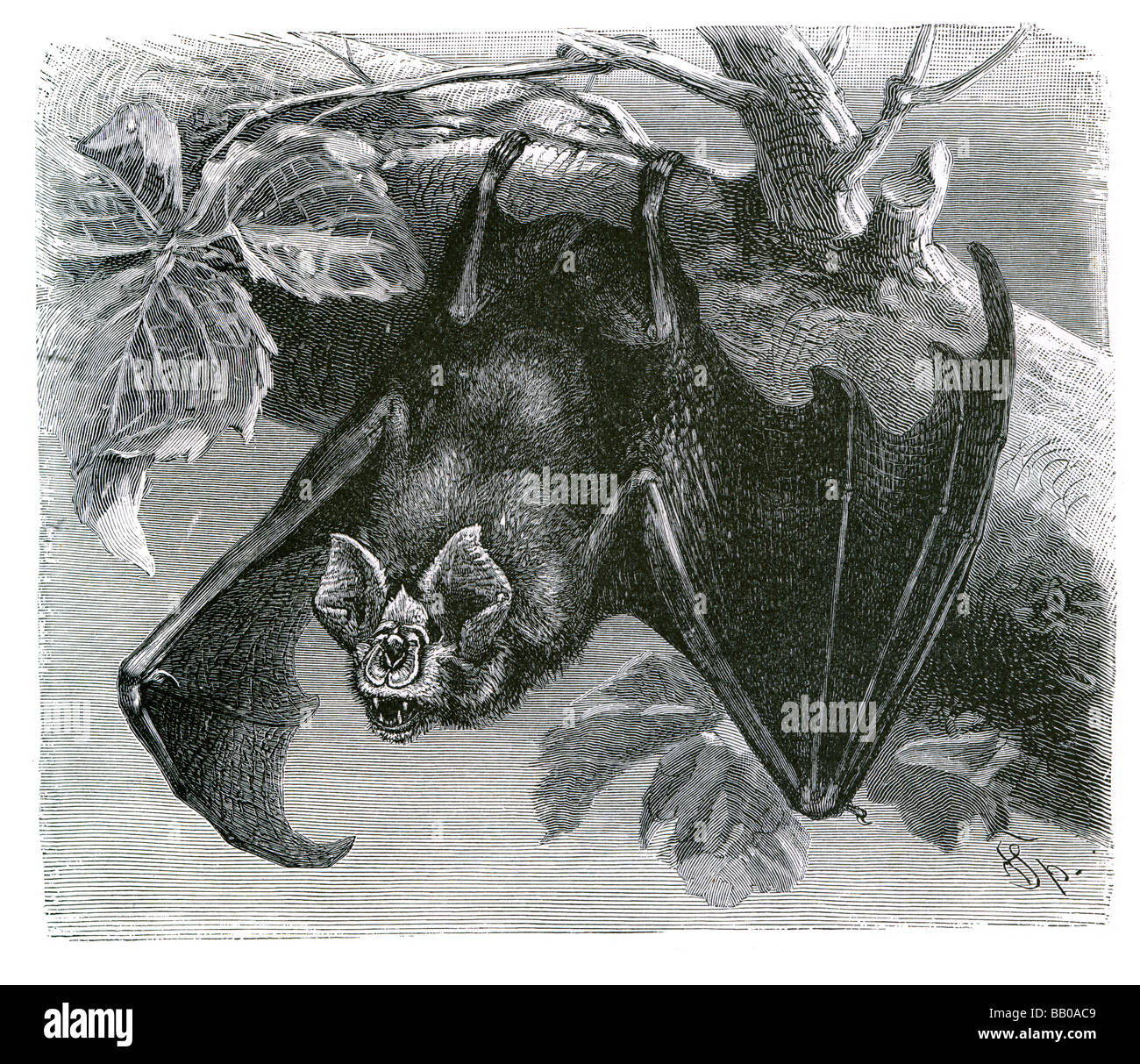 Greater Horseshoe Bat Rhinolophus ferrumequinum Rhinolophus tail 350 ...