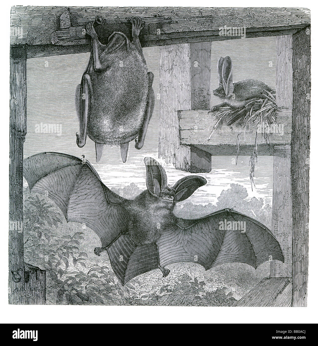 long eared bat long-eared bat Plecotus auritus distinctive ears rarer ...