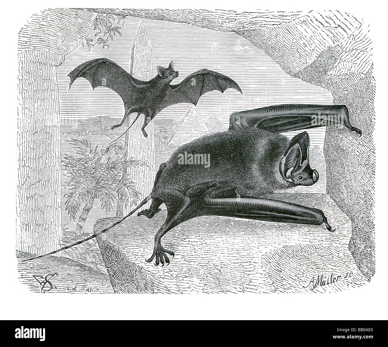 long tailed bat Stock Photo - Alamy