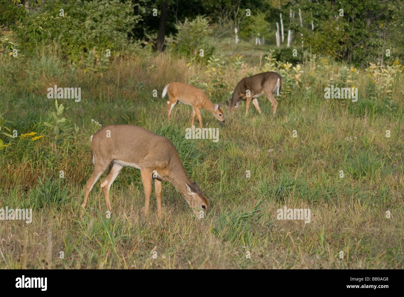 White-tailed deer feeding Stock Photo - Alamy