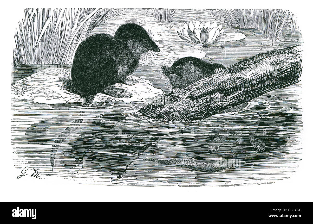 Water shrew underwater hi-res stock photography and images - Alamy