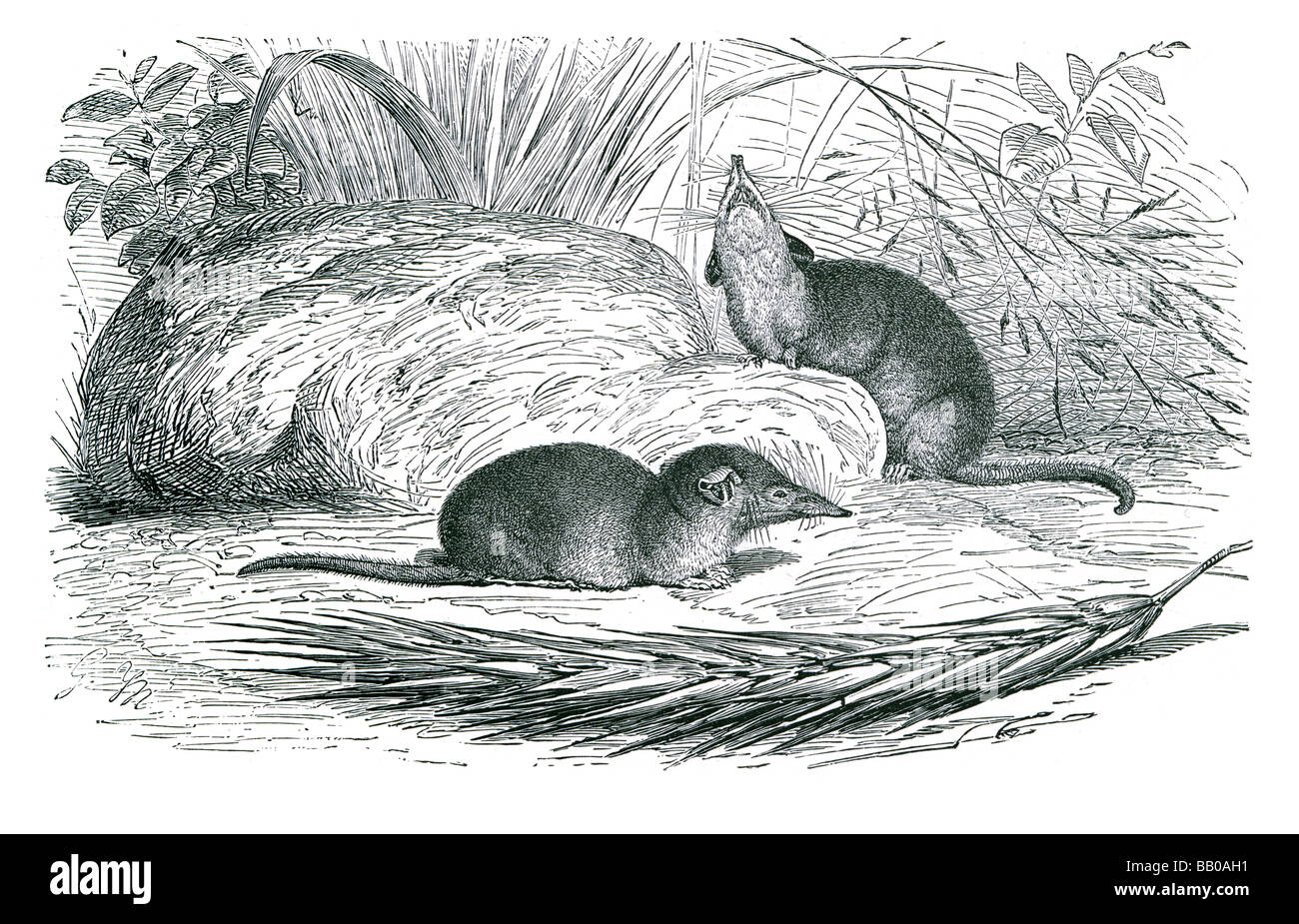 common musk shrew shrews Crocidurinae Soricidae Soricomorpha Chordata ...