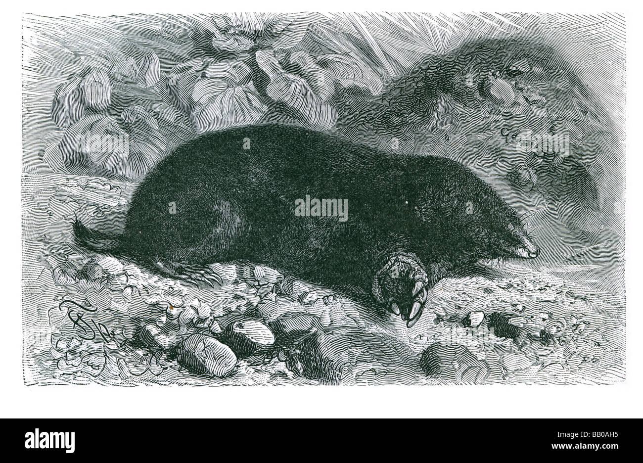 common mole Moles Talpidae Soricomorpha burrow aquatic cylindrical ...