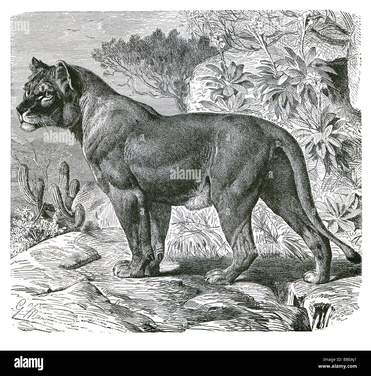 Lion animal and senegal hi-res stock photography and images - Alamy