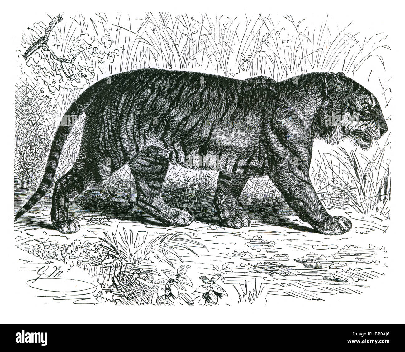 Tiger belly hi-res stock photography and images - Alamy