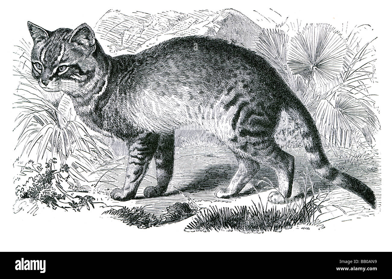 caffre cat African wildcat Felis silvestris lybica Desert Cat sandy ...